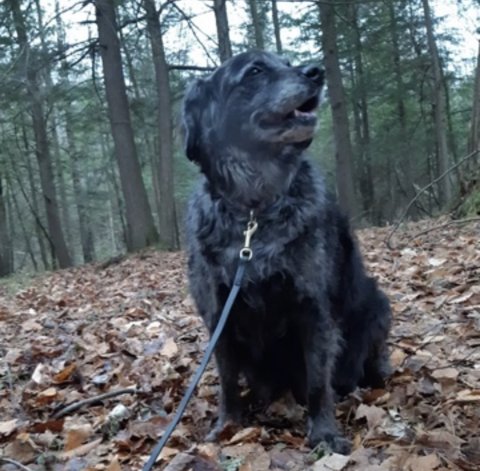 Tail Wags - Annie Time Dog Walking